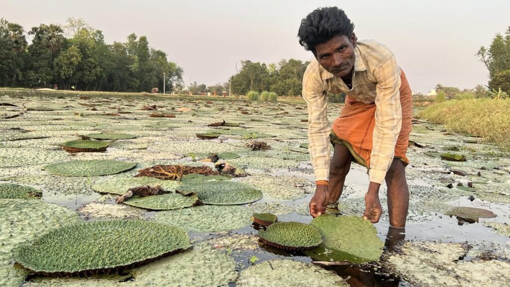 The Politics of Makhananomics: Bihar’s Makhana Push