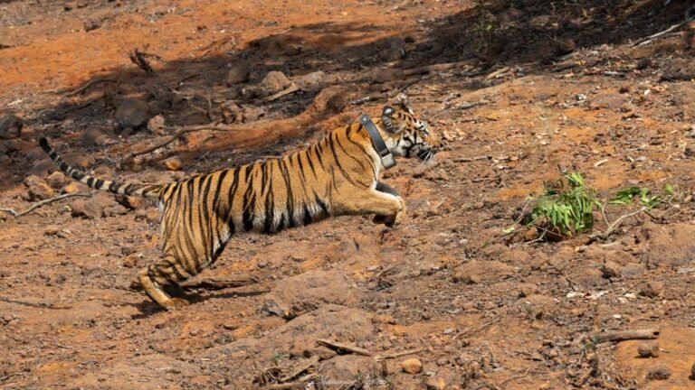 Sahyadri Tiger Reserve (STR) (Completely Explained)