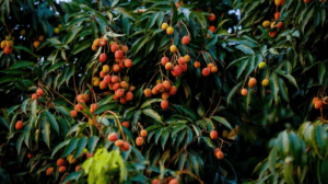 Litchi Cultivation in India: Climatic Requirements and Production ...